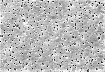 PPC Filters for Endotoxin Removal